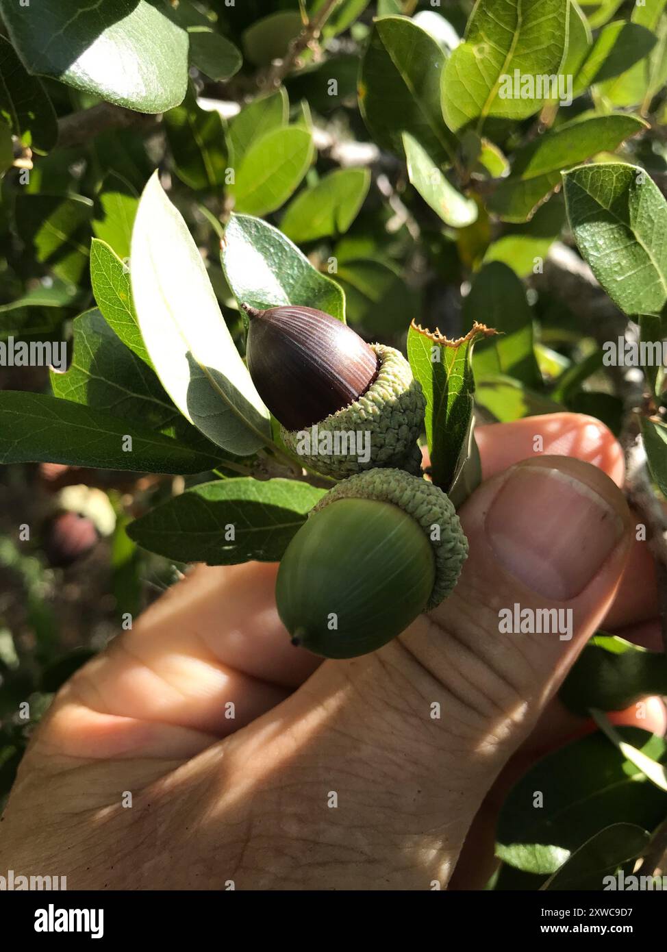 Texas live oak (Quercus fusiformis) Plantae Stock Photo - Alamy