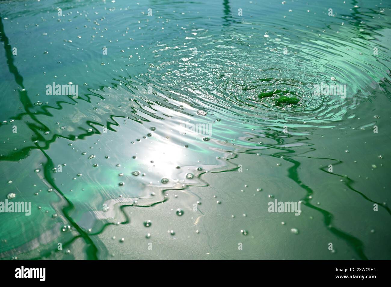 Cyanobacteriota hi-res stock photography and images - Alamy