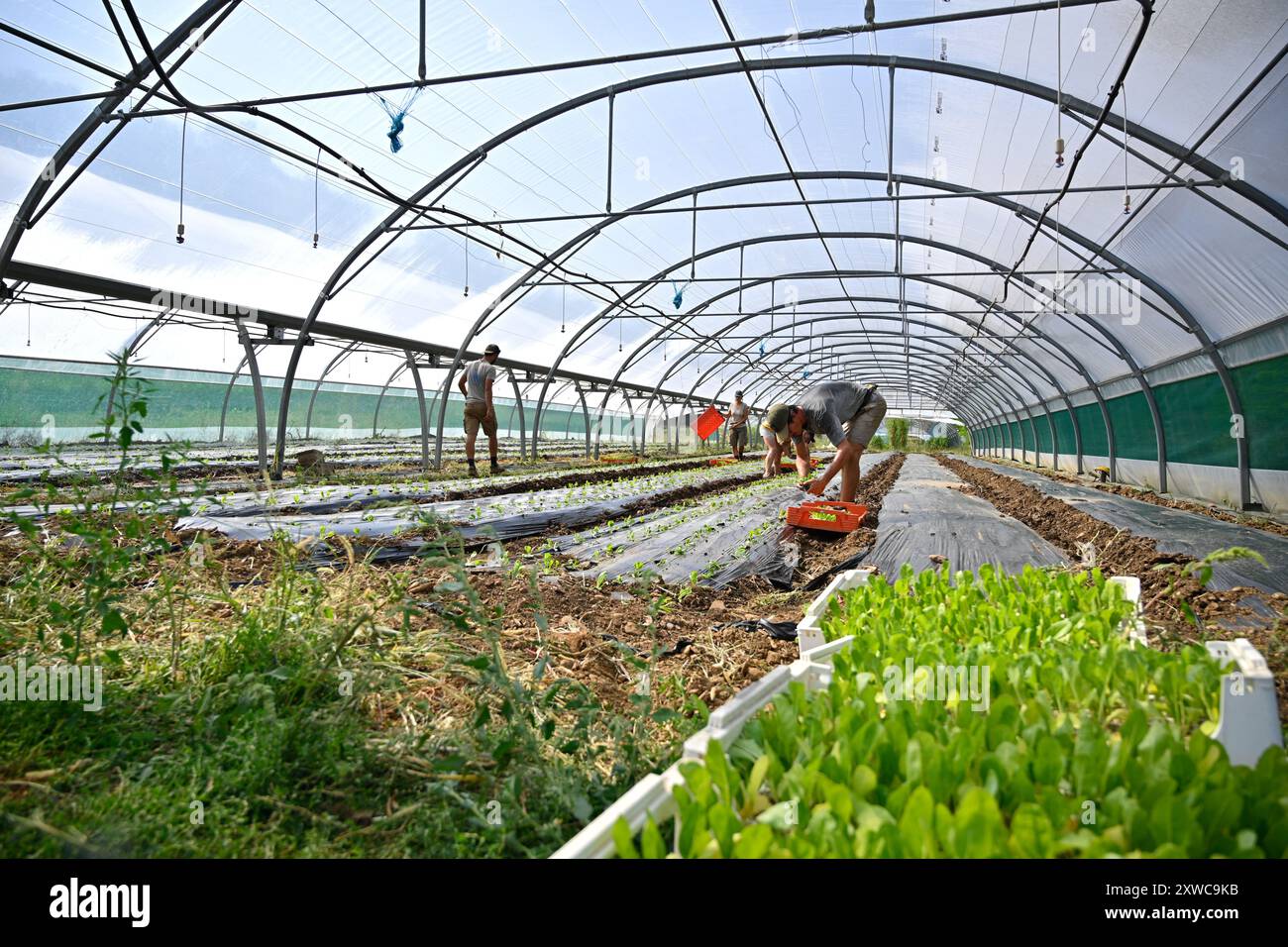 Farming farm greenhouse greenhouses hi-res stock photography and images - Alamy