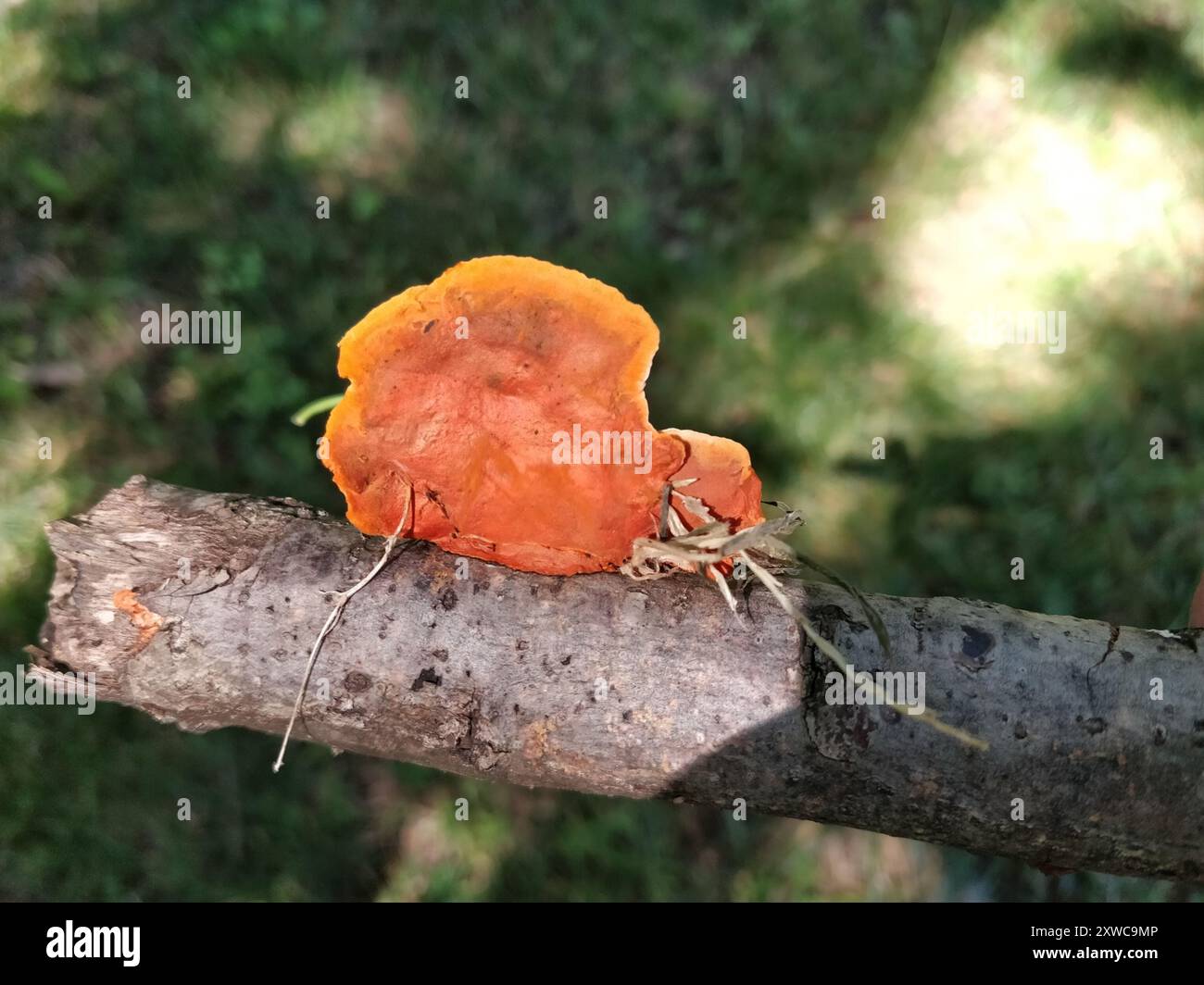 Northern Cinnabar Polypore (Trametes cinnabarina) Fungi Stock Photo - Alamy