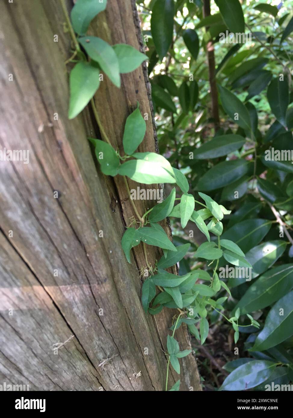 Catclaw vine (Dolichandra unguis-cati) Plantae Stock Photo - Alamy