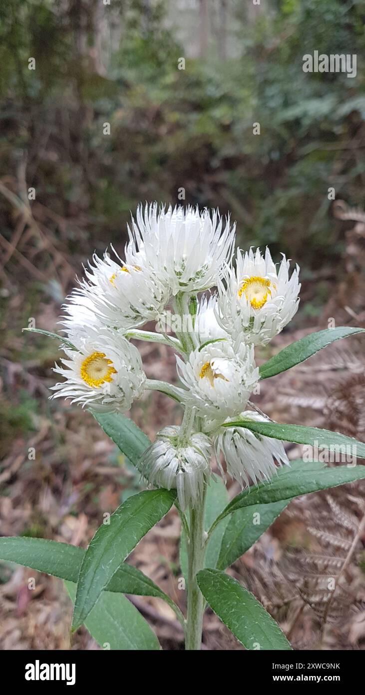 Coronidium hi-res stock photography and images - Alamy