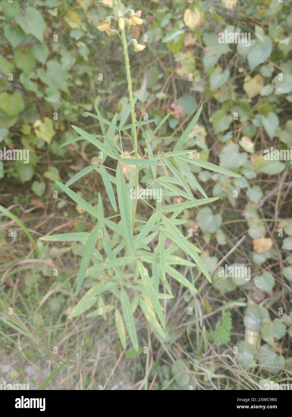 lanceleaf rattlebox (Crotalaria lanceolata) Plantae Stock Photo - Alamy