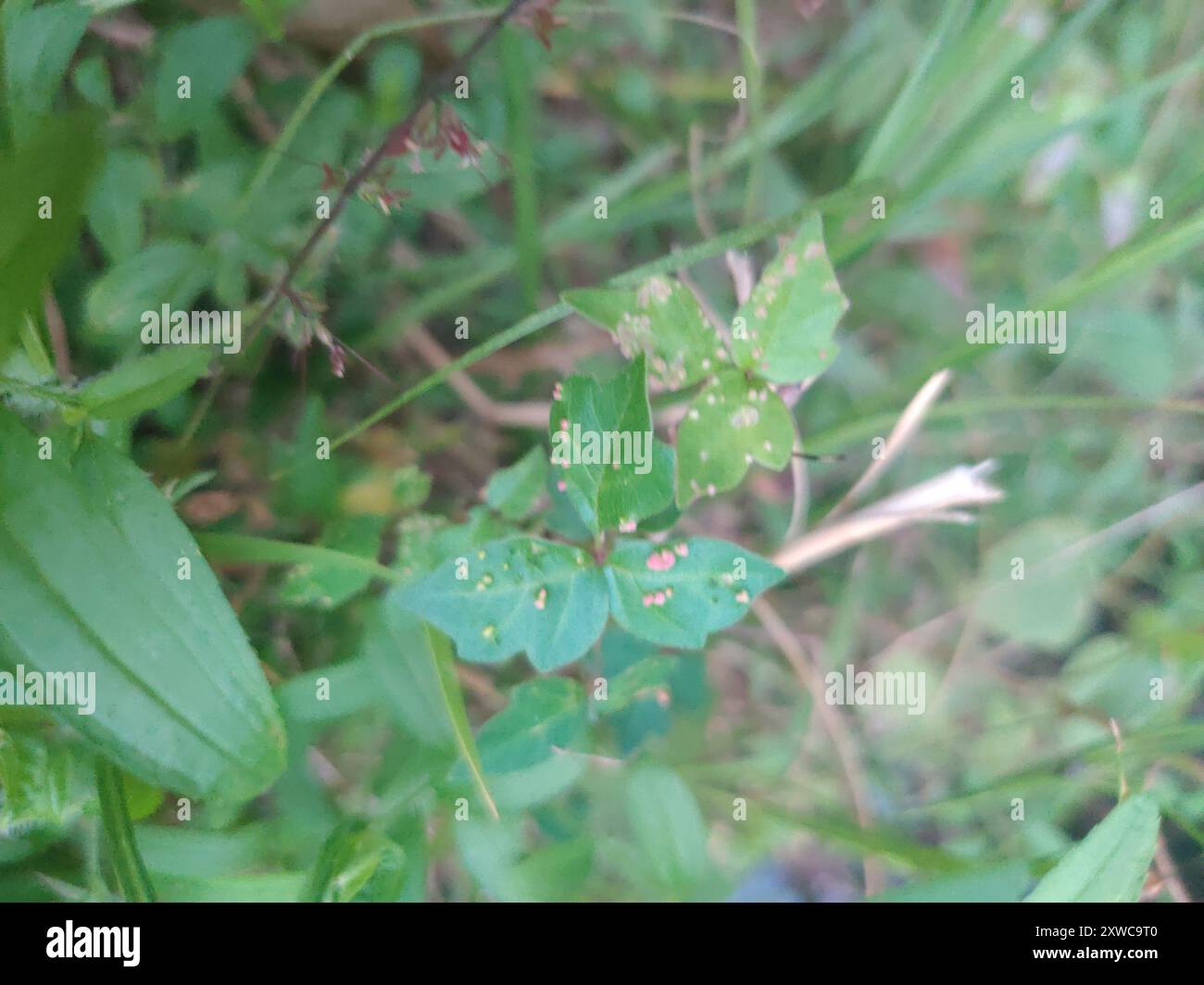 Poison Ivy Leaf Mite (Aculops rhois) Arachnida Stock Photo - Alamy