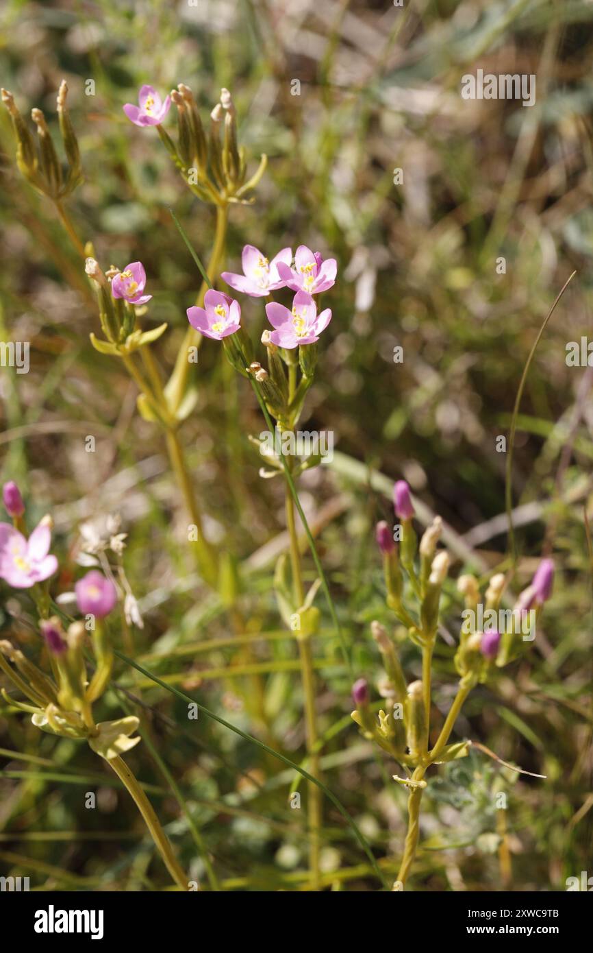Common centaury (Centaurium erythraea) Plantae Stock Photo - Alamy