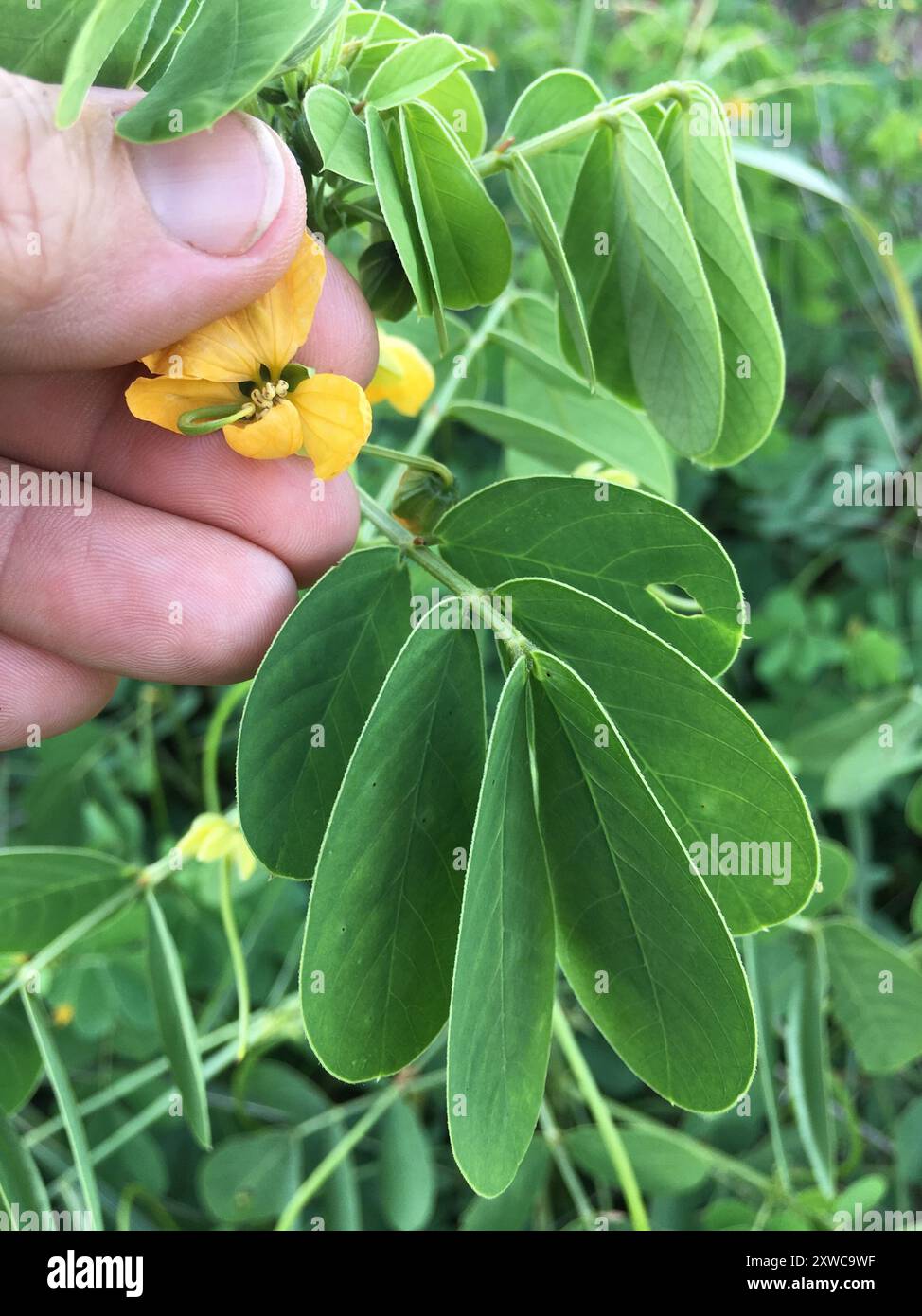 American Sicklepod (Senna obtusifolia) Plantae Stock Photo - Alamy