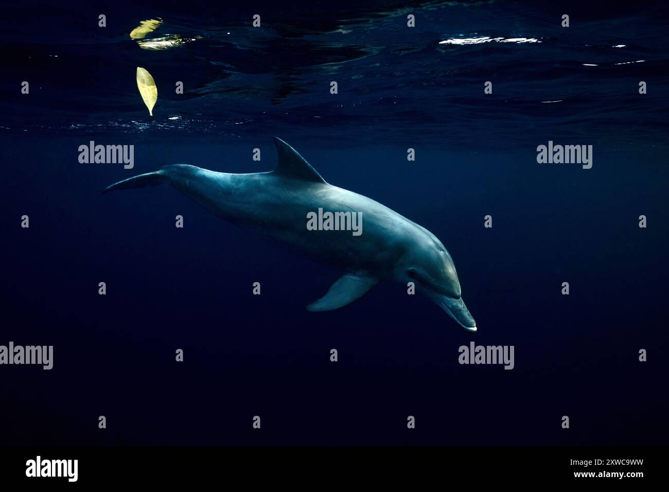 Dolphins swimming inside the barrier reef of Mayotte lagoon Indian ...