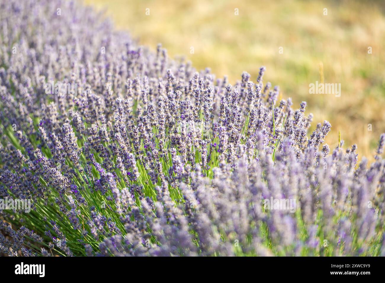 Lavender flowers sunset in catalonia hi-res stock photography and ...