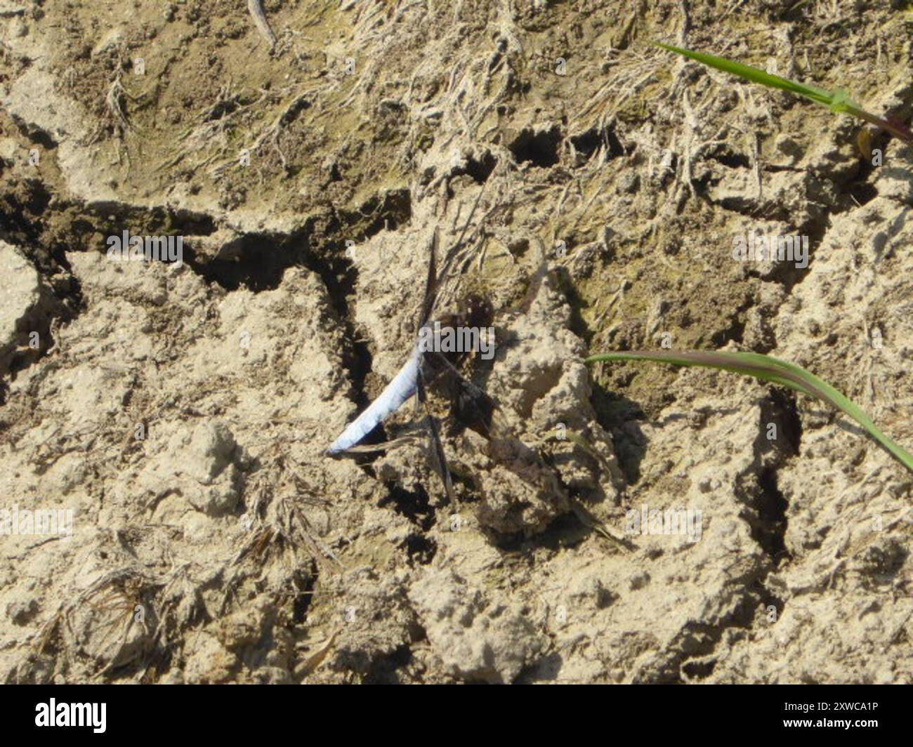 Common Whitetail (Plathemis lydia) Insecta Stock Photo - Alamy