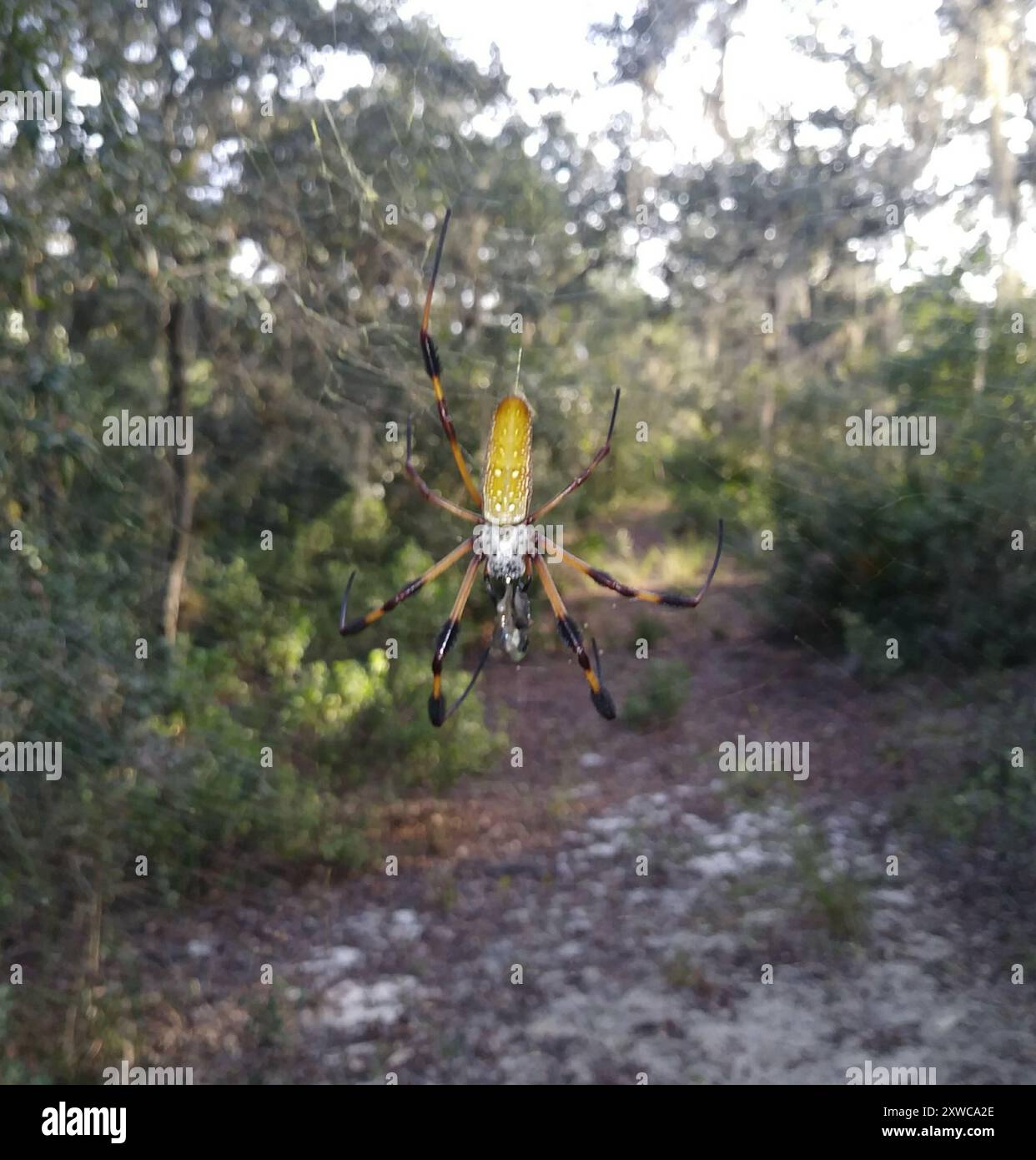 Golden Silk Spider (Trichonephila clavipes) Arachnida Stock Photo - Alamy