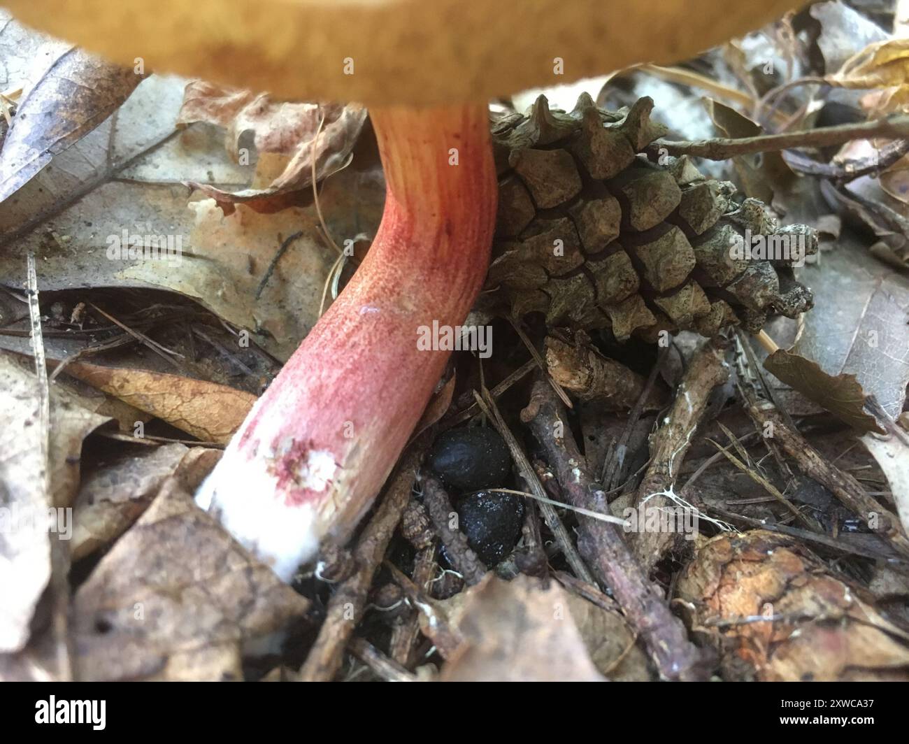 Red-cracking Bolete (Xerocomellus chrysenteron) Fungi Stock Photo - Alamy