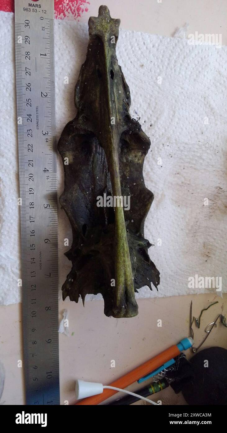 Ray-finned Fishes (Actinopterygii) Actinopterygii Stock Photo - Alamy