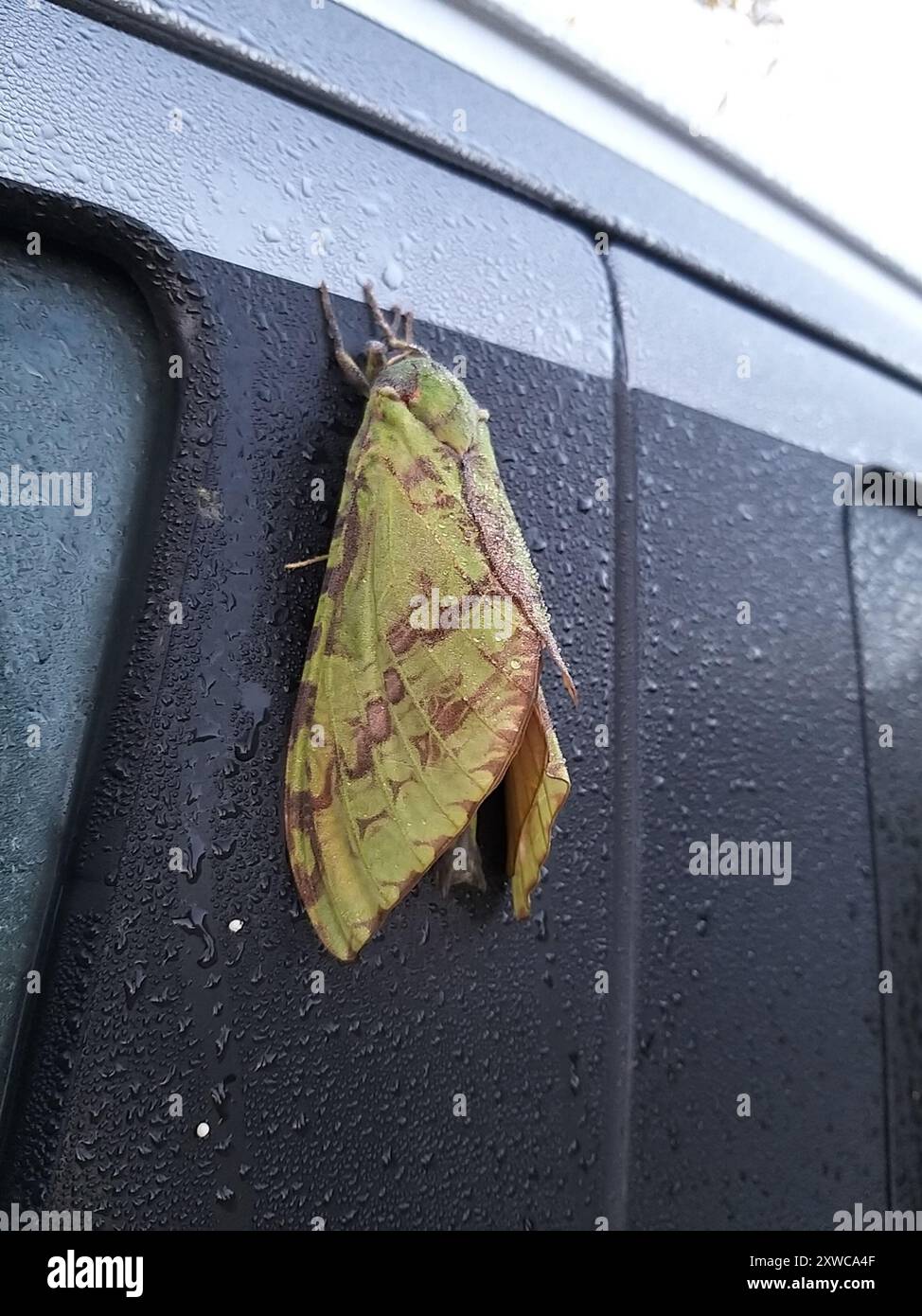 Puriri moth hi-res stock photography and images - Alamy