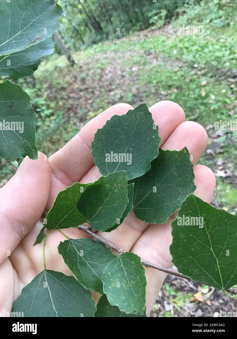 bigtooth aspen (Populus grandidentata) Plantae Stock Photo - Alamy