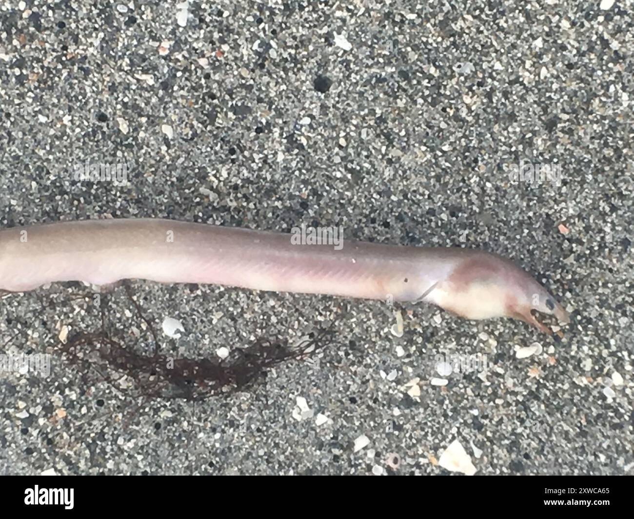 True Eels (Anguilliformes) Actinopterygii Stock Photo - Alamy