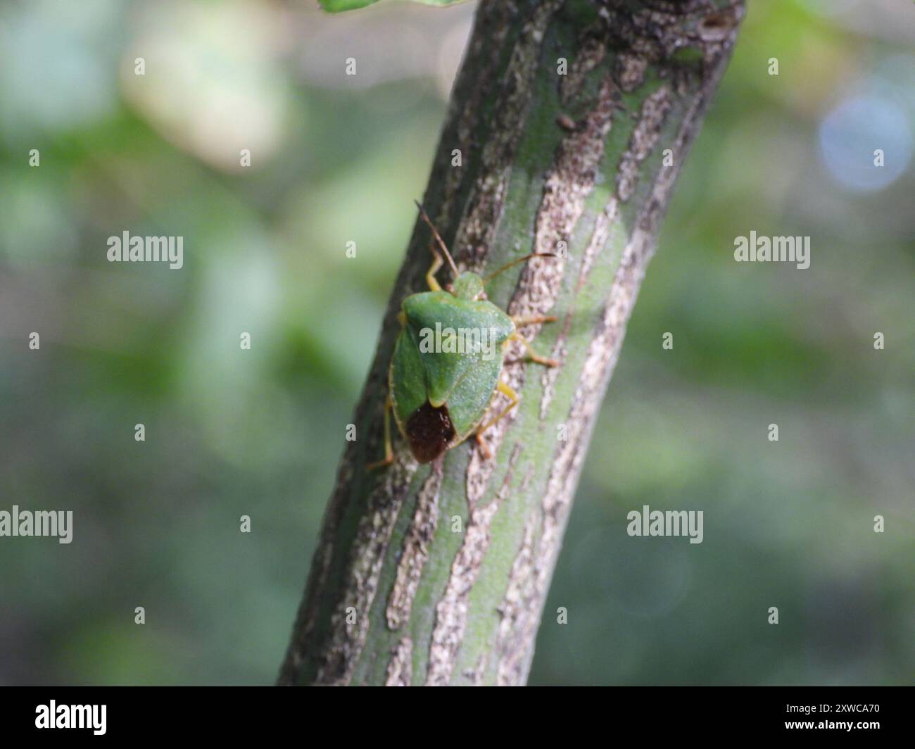 Green Shield Bug (Palomena prasina) Insecta Stock Photo - Alamy