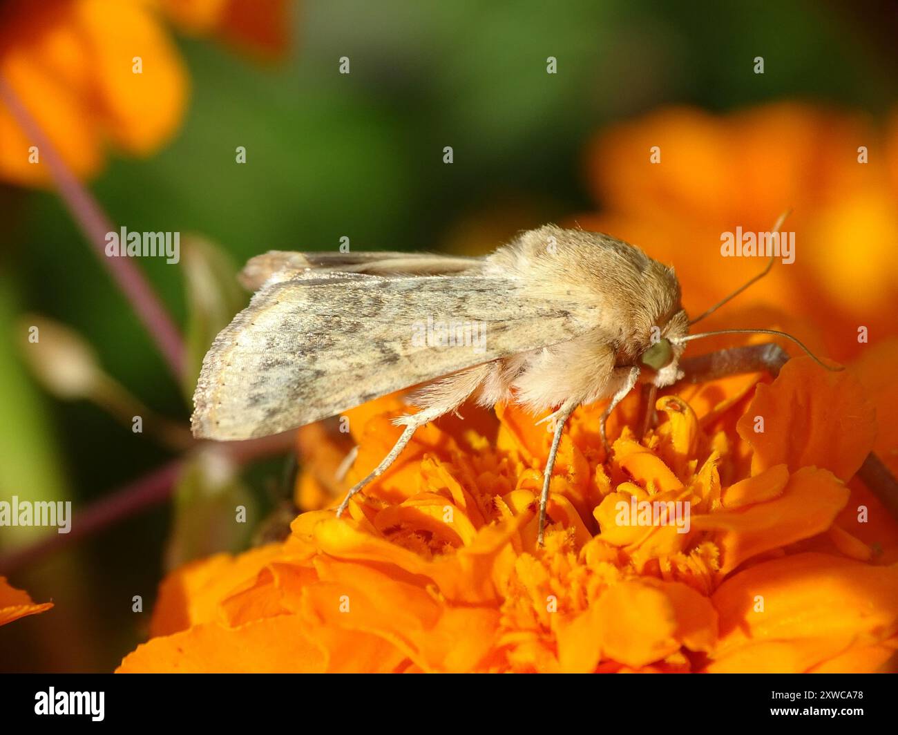 Corn Earworm Moth (Helicoverpa zea) Insecta Stock Photo - Alamy