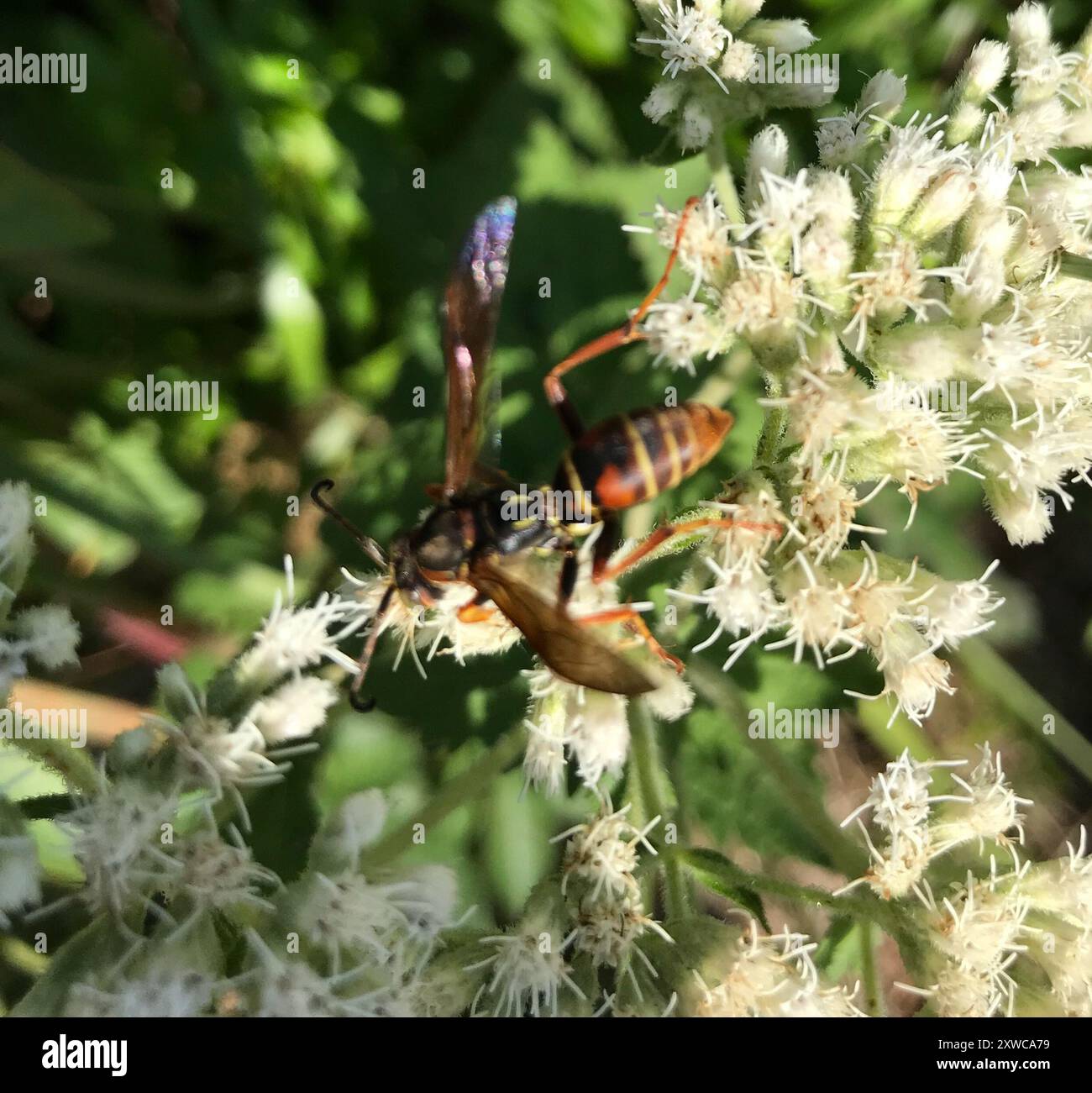 Northern Paper Wasp (Polistes fuscatus) Insecta Stock Photo - Alamy