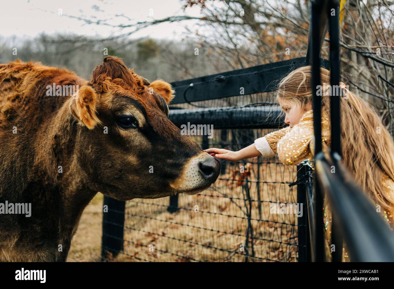 Girl gently touches cow's nose through farm fence Stock Photo - Alamy