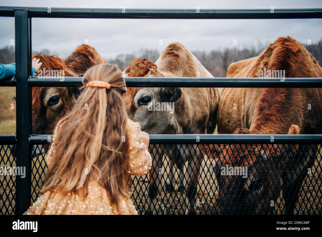 A child interacting with cows through a fence at a farm Stock Photo - Alamy