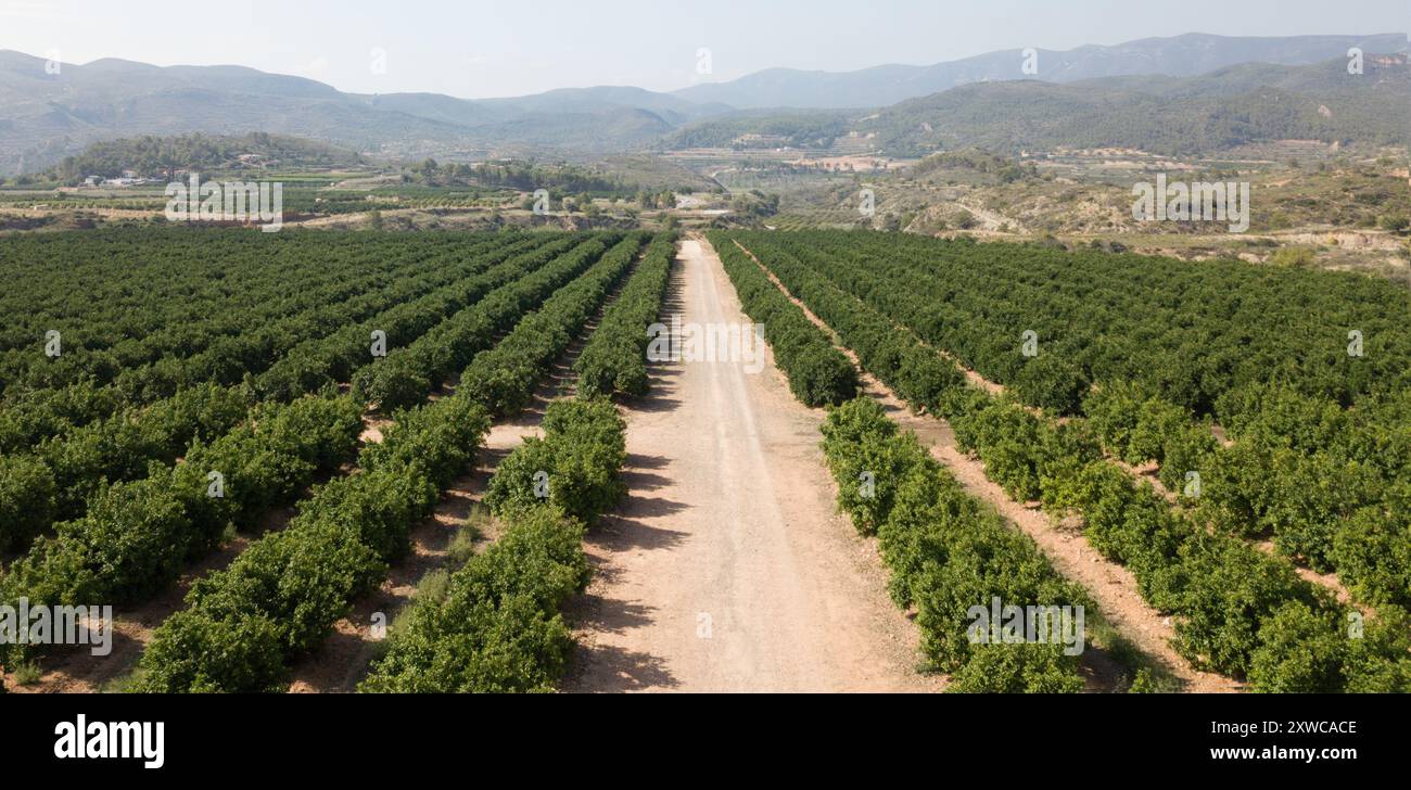 Citrus groves aerial hi-res stock photography and images - Alamy