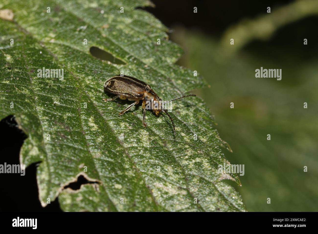 Viburnum Leaf Beetle (Pyrrhalta viburni) Insecta Stock Photo - Alamy