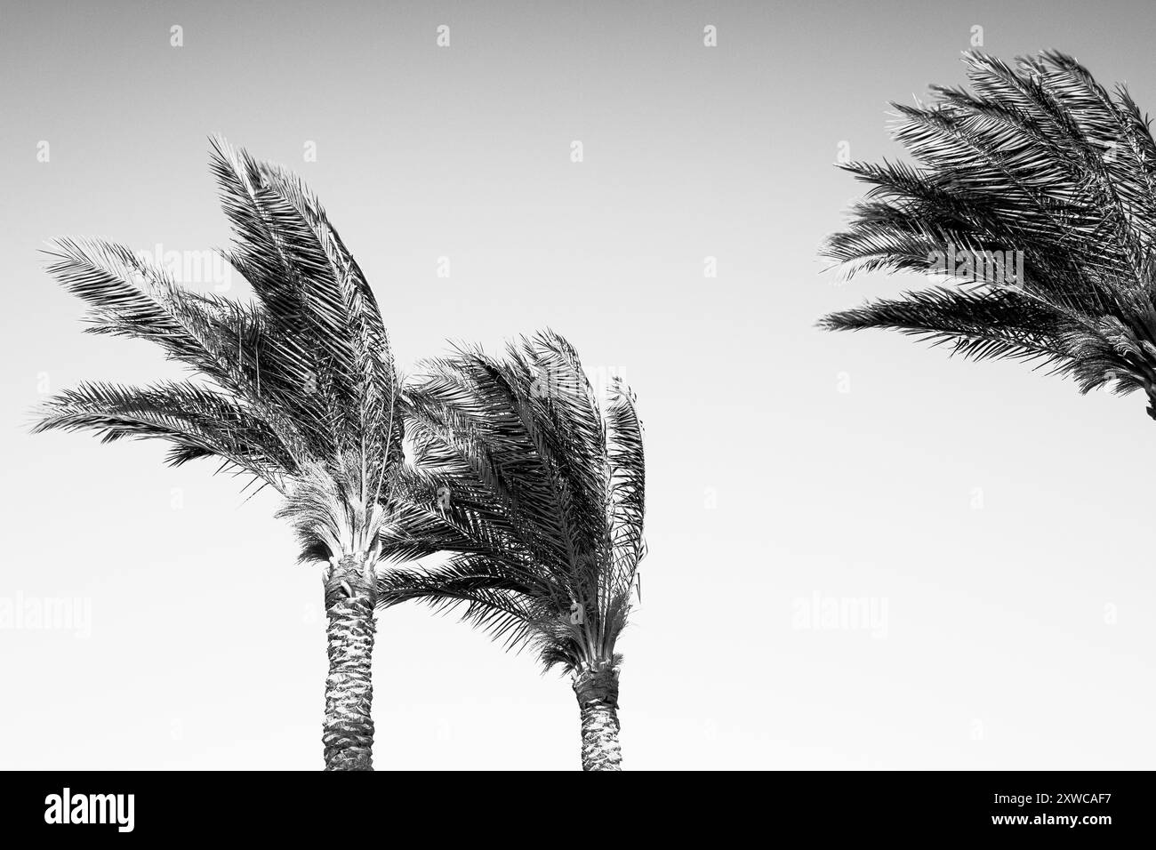 Thin branch tree green Black and White Stock Photos & Images - Alamy