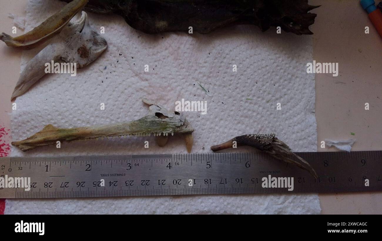 Ray-finned Fishes (Actinopterygii) Actinopterygii Stock Photo - Alamy