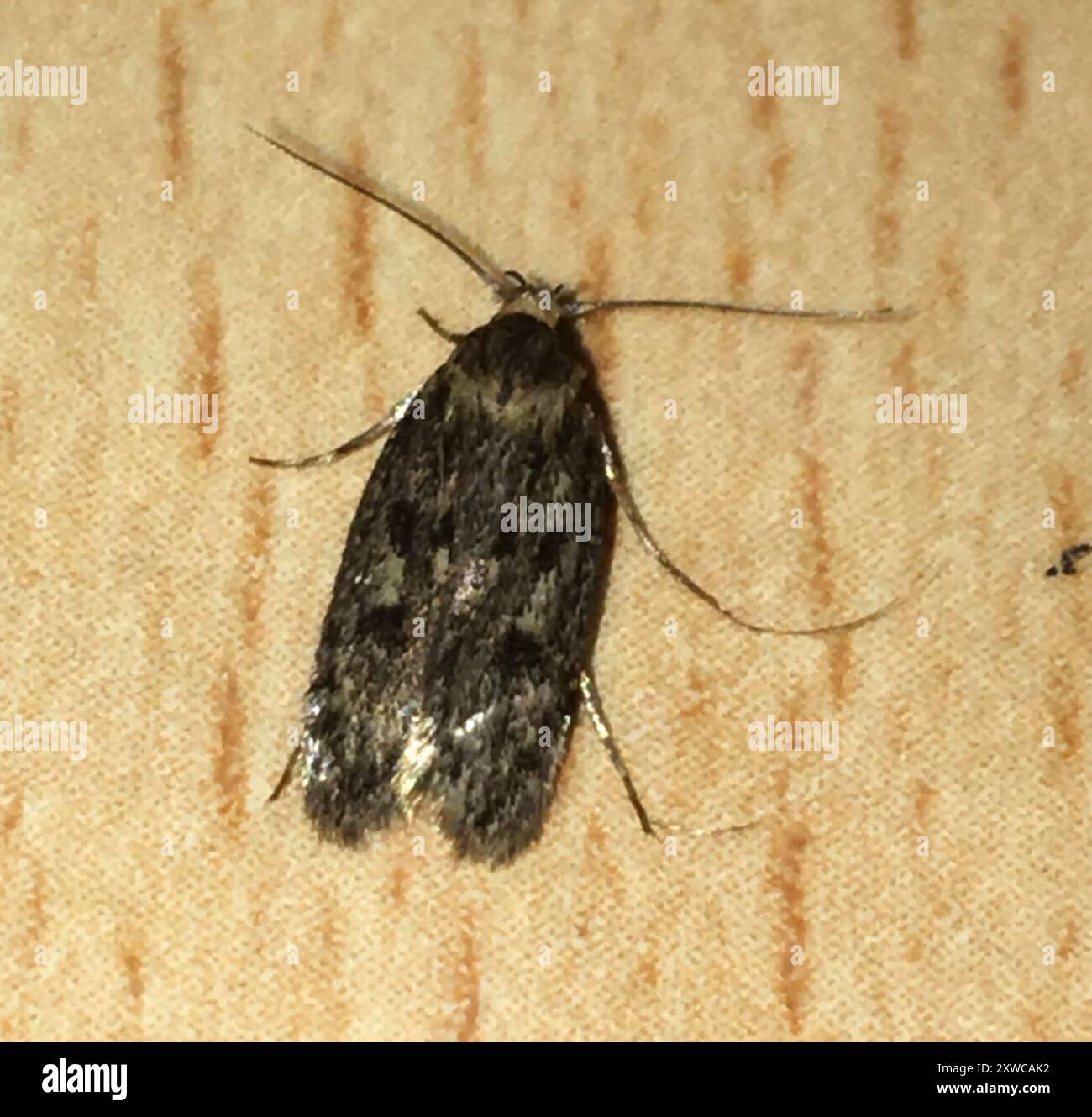 Brown House Moth (Hofmannophila pseudospretella) Insecta Stock Photo ...