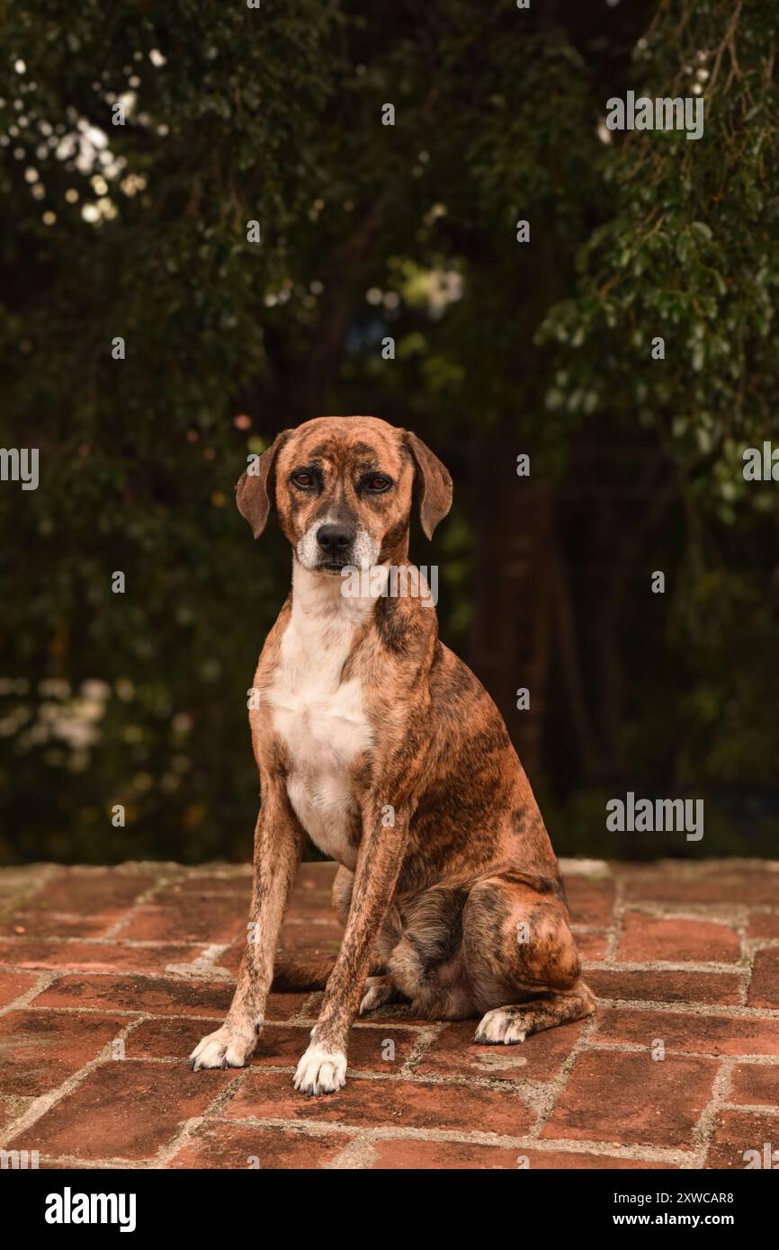 Cute dog portrait. Adorable brown sad face Puppy dog posing standing ...