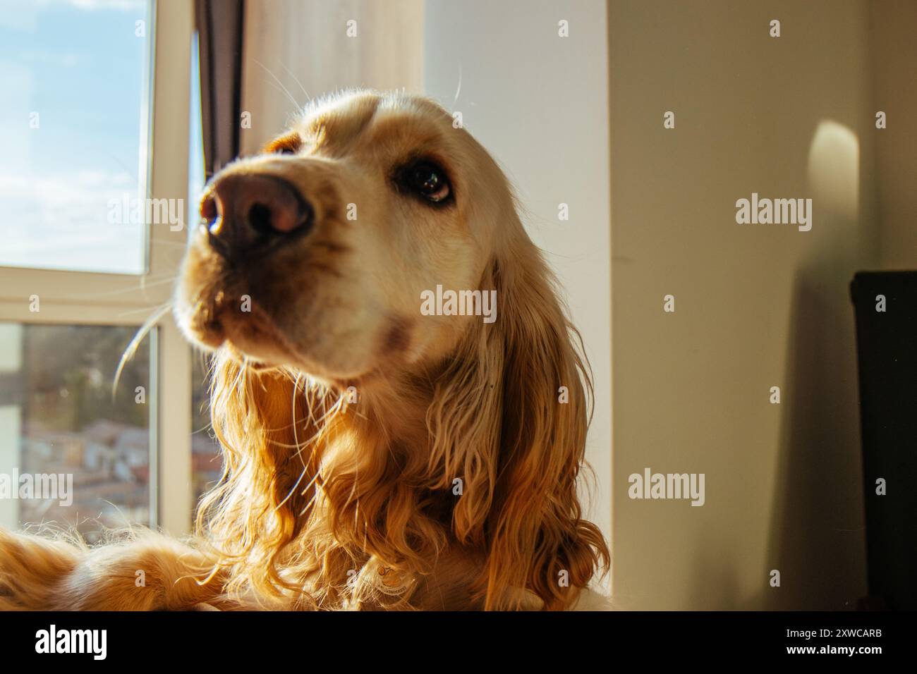 Cocker spaniel dog in profile, illuminated by natural light Stock Photo ...