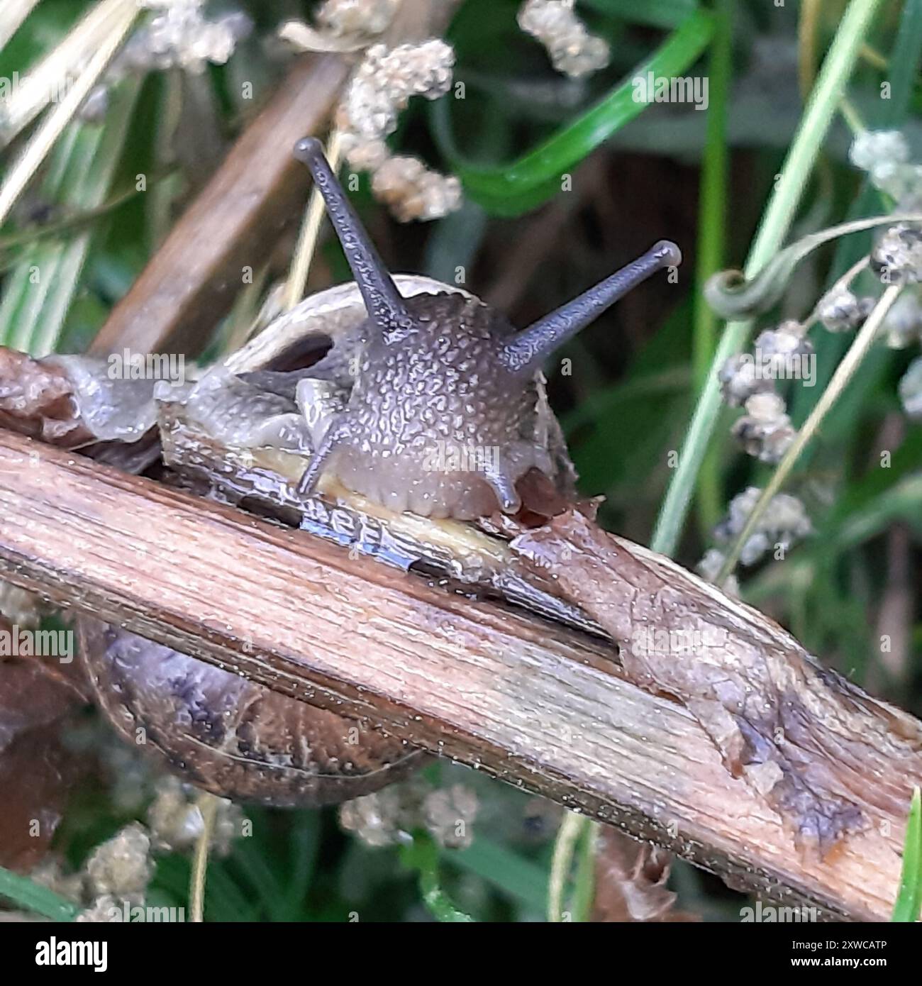 Garden Snail (Cornu aspersum) Mollusca Stock Photo - Alamy