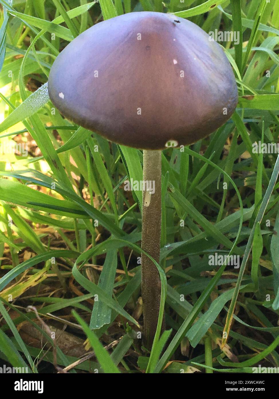 (Oudemansiella gigaspora) Fungi Stock Photo - Alamy