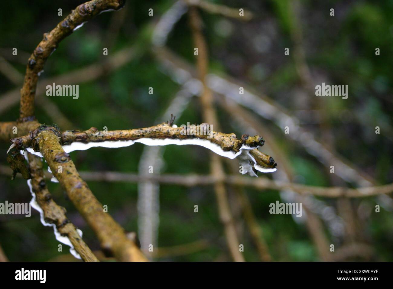 Netted Crust (Byssomerulius corium) Fungi Stock Photo - Alamy