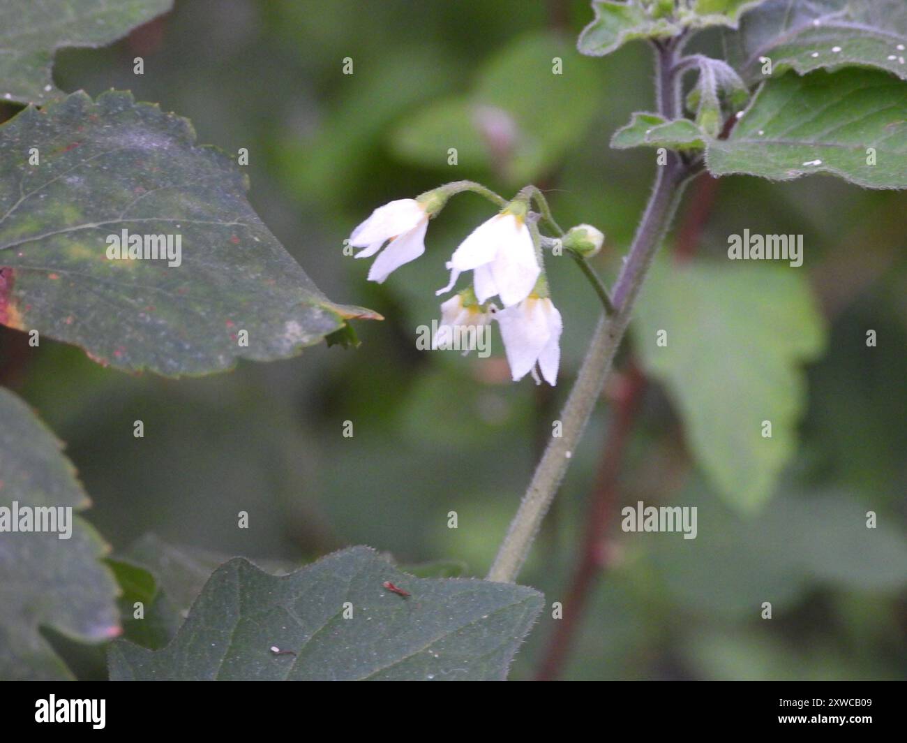 black nightshade (Solanum nigrum) Plantae Stock Photo - Alamy