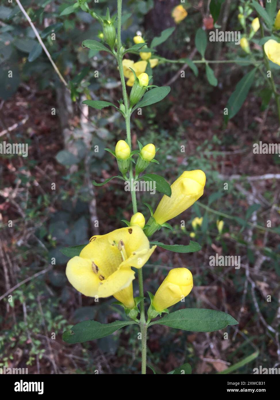 (Aureolaria grandiflora serrata) Plantae Stock Photo - Alamy