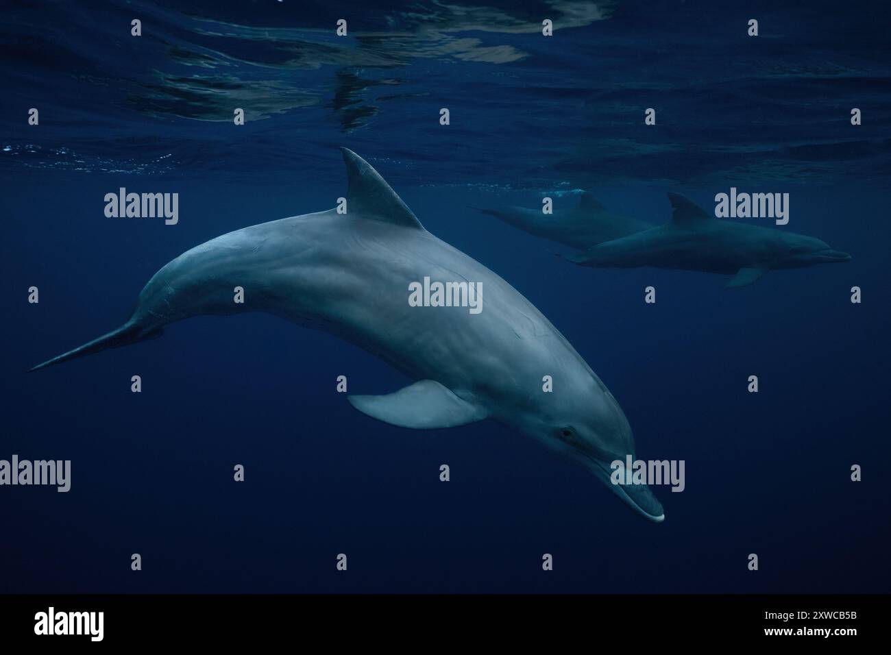 Dolphins swimming inside the barrier reef of Mayotte lagoon Indian ...