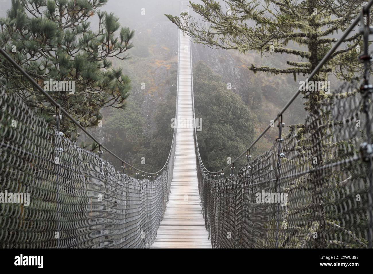 Oaxaca, Mexico. Suspension bridge between the trees of foggy forest ...