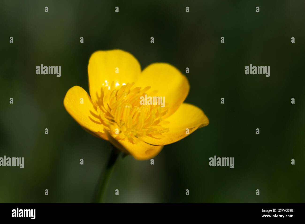 Buttercup flower up close, green bokeh background,Ranunculus Stock ...