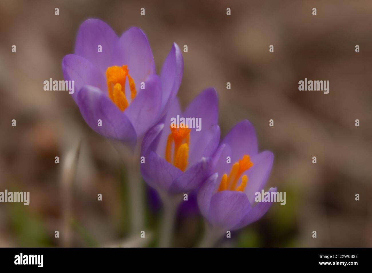 Purple crocus close up with background blur Stock Photo - Alamy