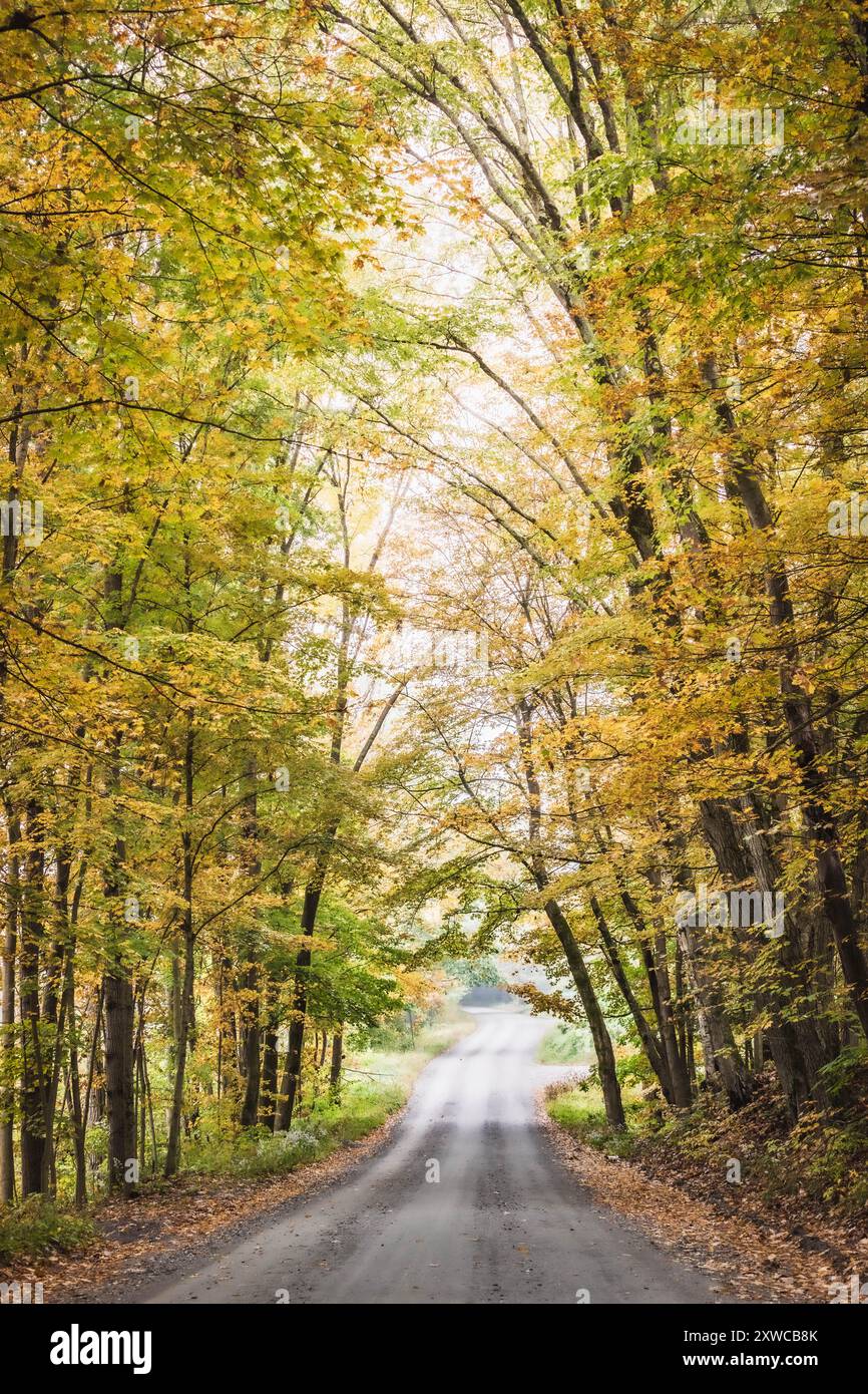 Golden maple trees frame a country road Stock Photo - Alamy