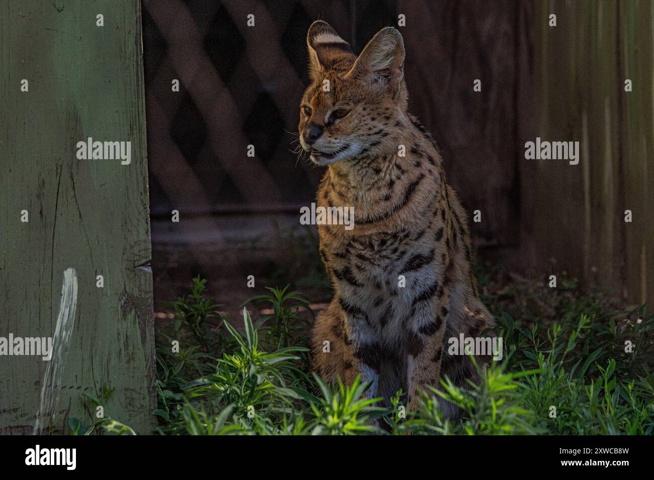 African Serval, Leptailurus Serval Staring Into The Distance Stock ...