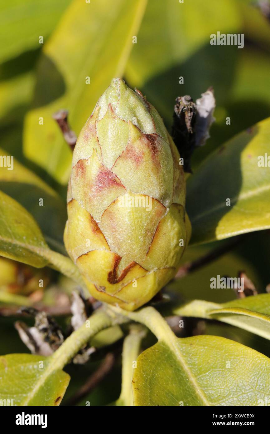 Common Rhododendron (Rhododendron ponticum) Plantae Stock Photo - Alamy