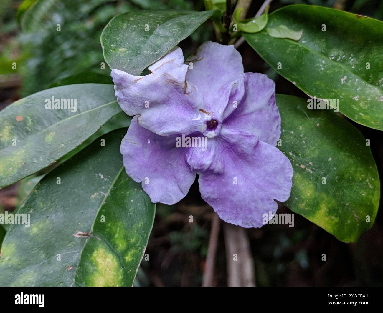 manac raintree (Brunfelsia uniflora) Plantae Stock Photo - Alamy