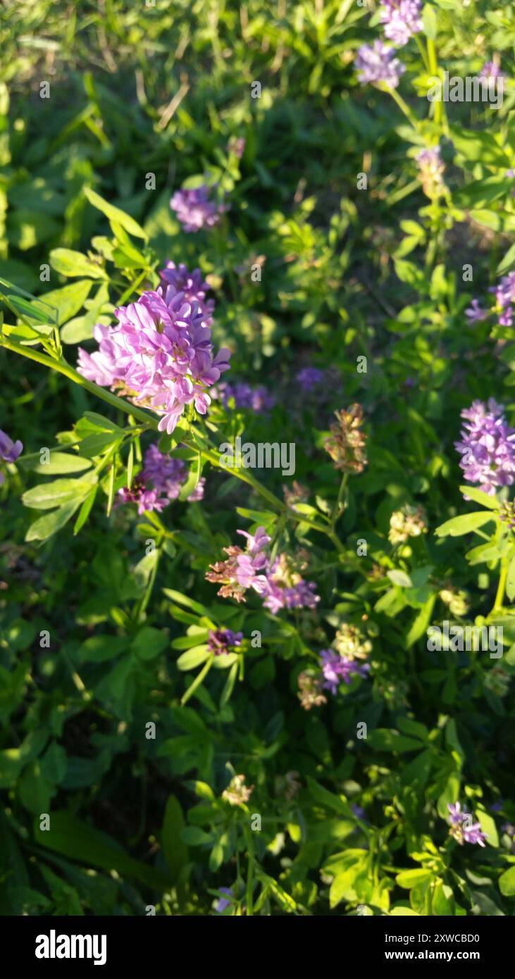 Alfalfa (Medicago sativa) Plantae Stock Photo - Alamy