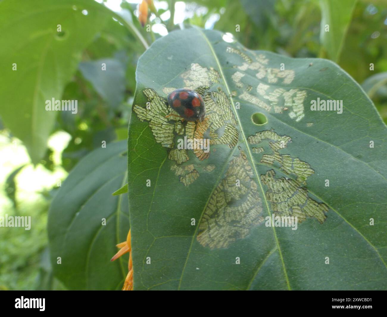 Epilachna hi-res stock photography and images - Alamy