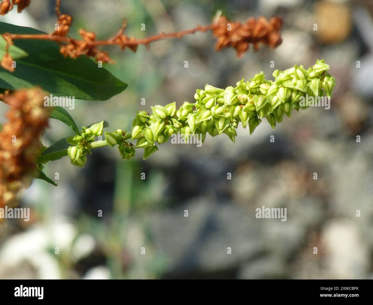 flowering plants (Angiospermae) Plantae Stock Photo - Alamy