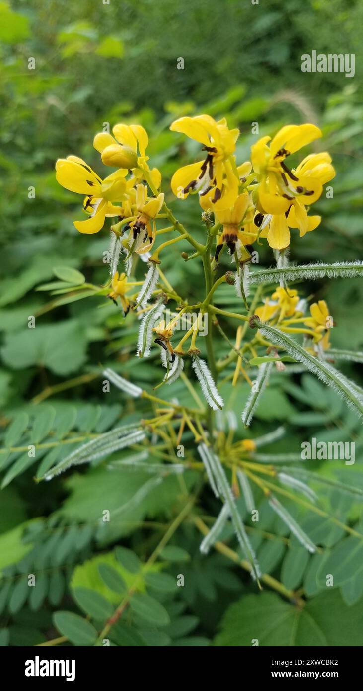American senna (Senna hebecarpa) Plantae Stock Photo - Alamy