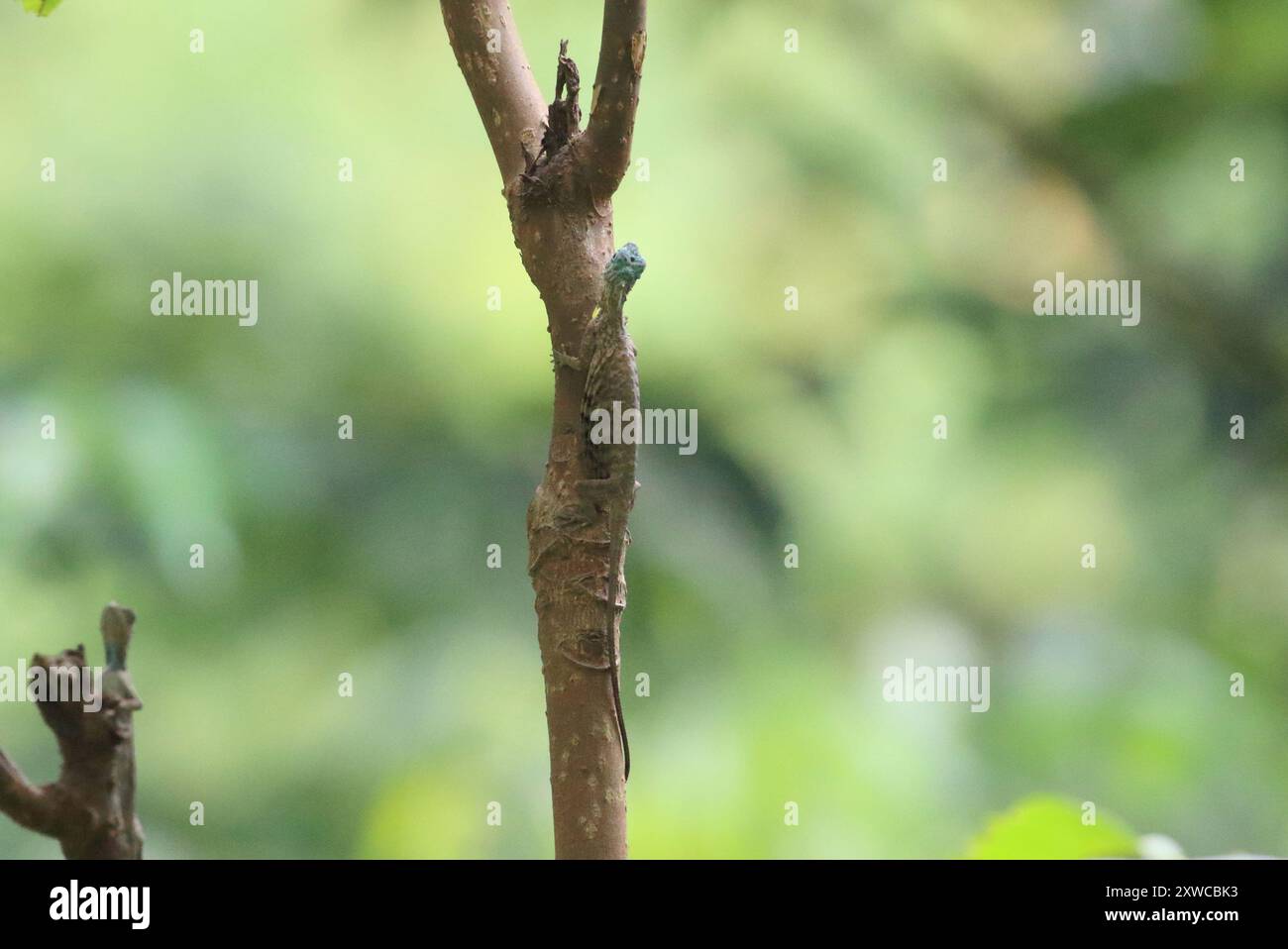 Sumatran Flying Dragon (Draco sumatranus) Reptilia Stock Photo - Alamy
