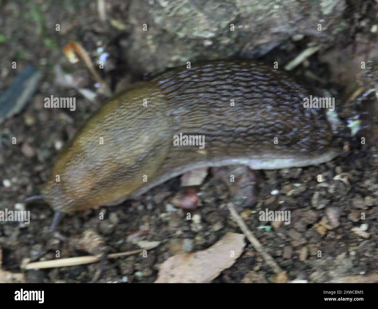 Western Dusky Slug (Arion subfuscus) Mollusca Stock Photo - Alamy